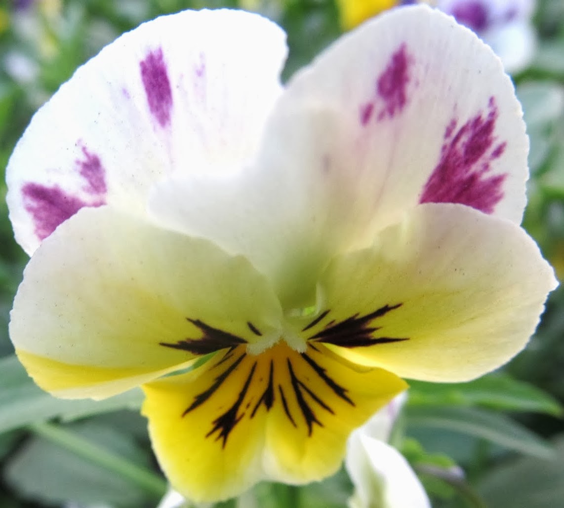 NATURAL & UNIQUE PHOTOGRAPHY: PANSY FLOWER VARIETIES IN THE GARDEN