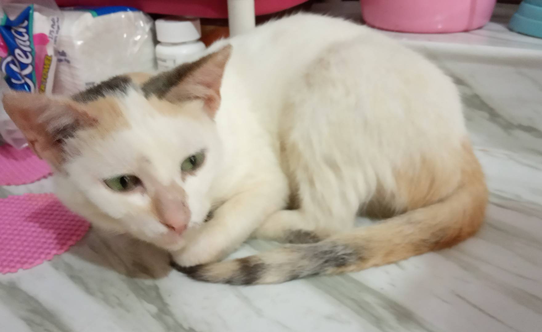 Lucky Charm? Fascinating Things You Should Know About Calico Cats