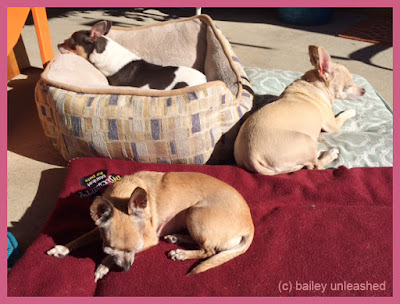 bailey unleashed .com: 3 beauties, sunbathing in the buff!
