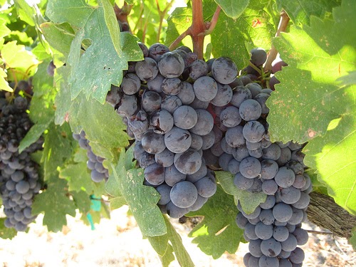 Xtremehorticulture of the Desert: Which Grapes Grow Best in Las Vegas?
