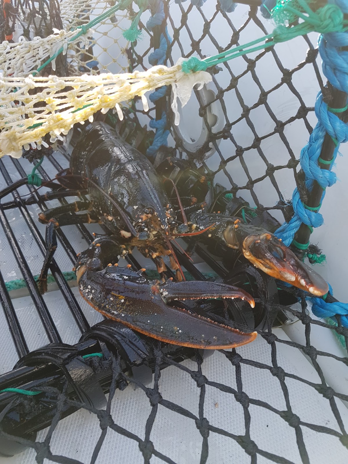 Velkommen til havfisken.: Da er årets hummerfiske godt igang.