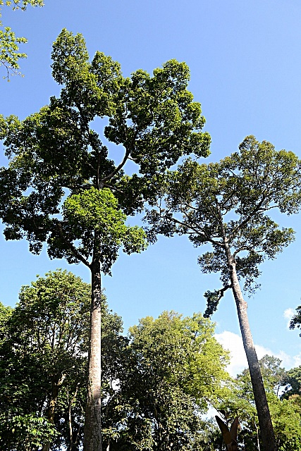 Cagayan De Oro Seedlers Lauan Or Philippine Mahogany Tree