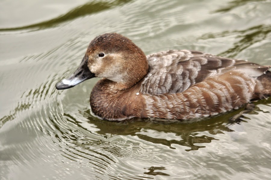 Fotografiando aves en Arteixo: Pato colorado, porrón pardo y europeo en ...