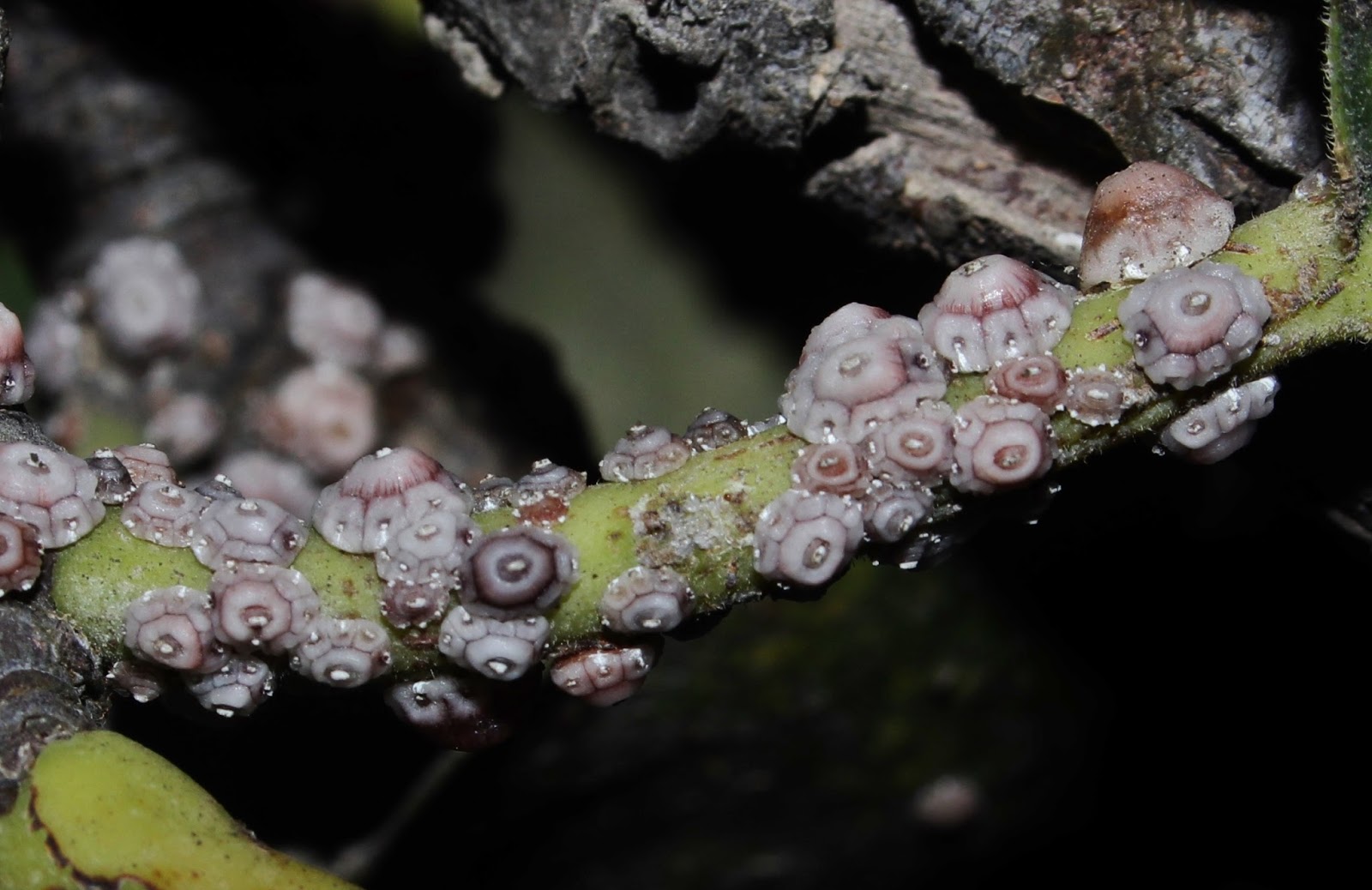 Biodiversity of Cyprus by NGO Protection of the Natural Heritage and ...