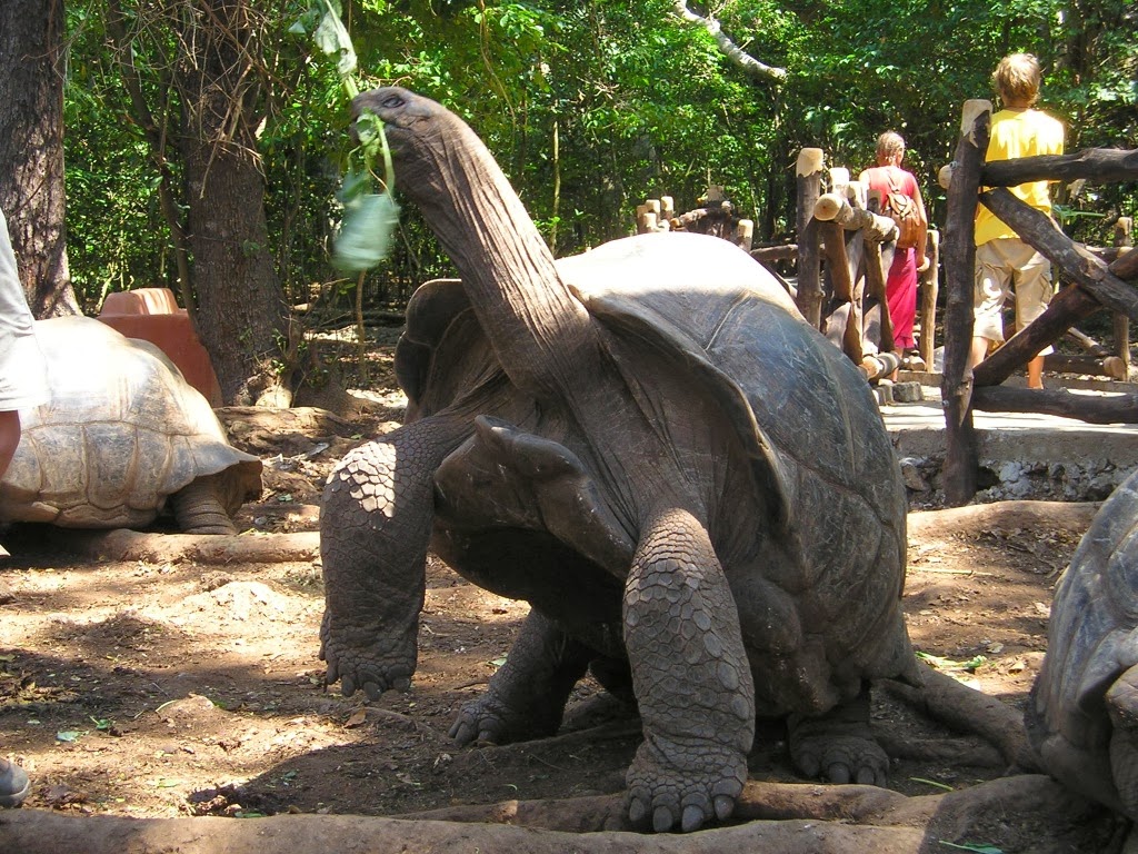 Rules of the Jungle: The Legend of Giant Tortoise