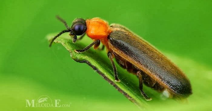 KUALA SEPETANG ECO TOURISM Matang Mangrove Forest Reserve Tour, Bird ...