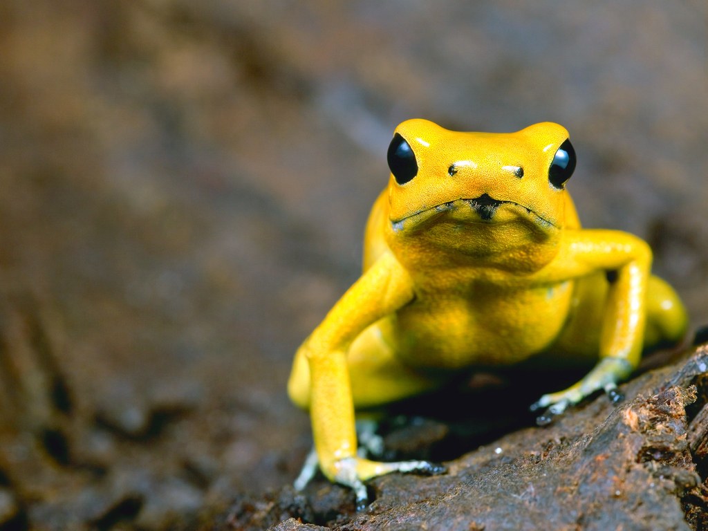 TOP 5 VERY DANGEROUS ANIMALS IN THE WORLD,,, |WATCH MORE |. - MZILIKAZI