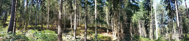 Walk the miles: Winterfold Forest