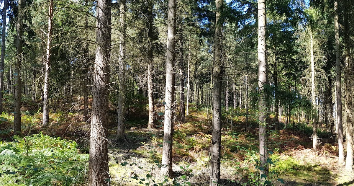 Walk the miles: Winterfold Forest