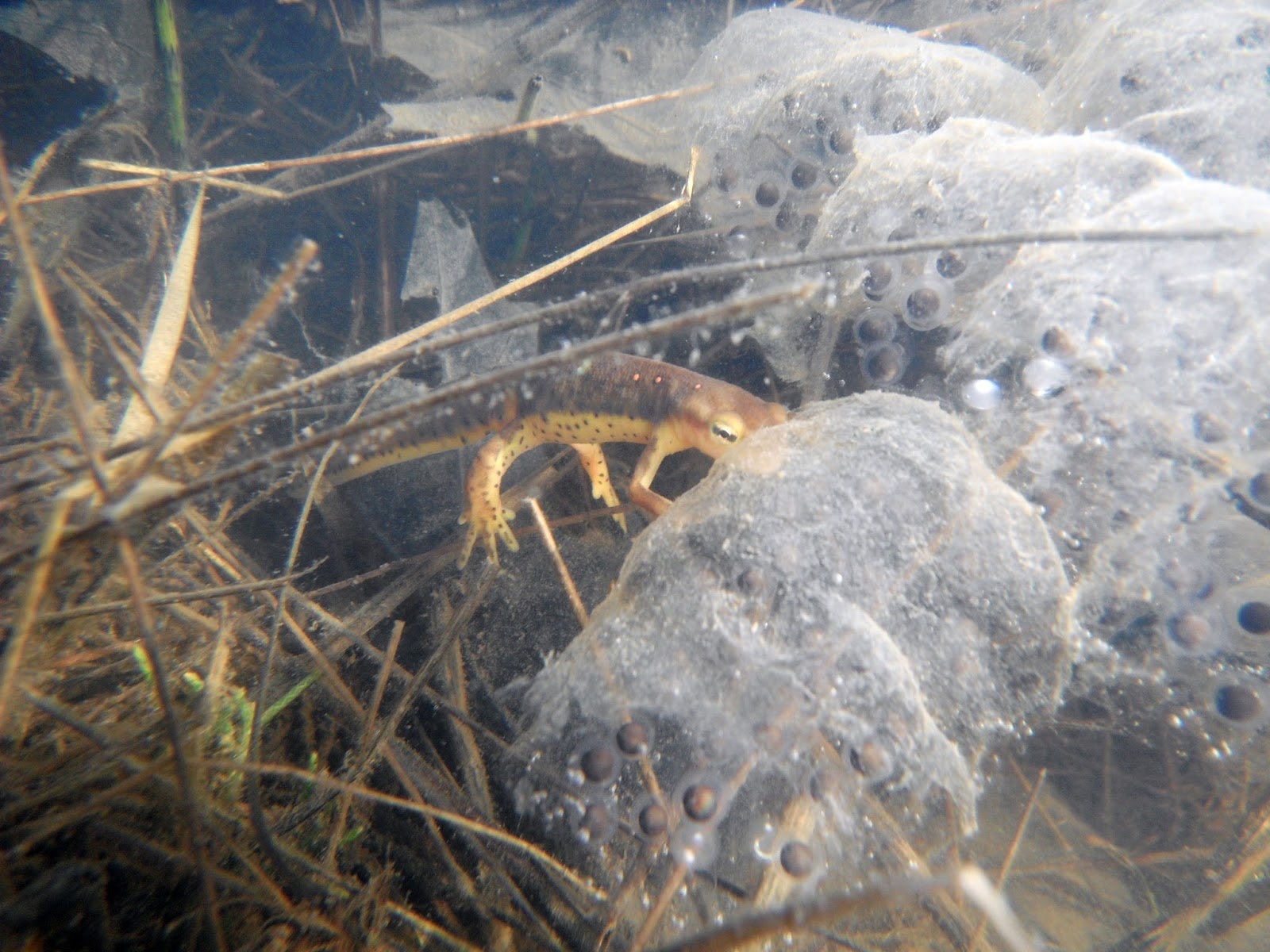 AFK: Herping: Northeast Egg Mass ID