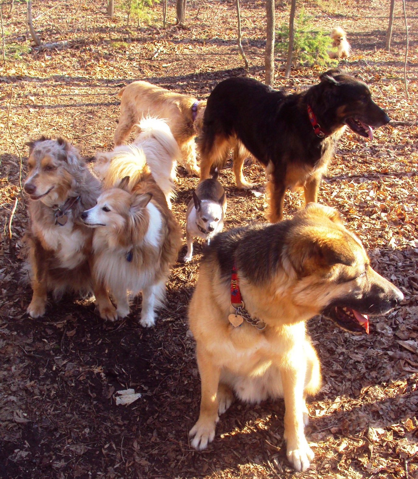 Ottawa Dog Training for Aggressive, Anxious, Obsessive Dogs