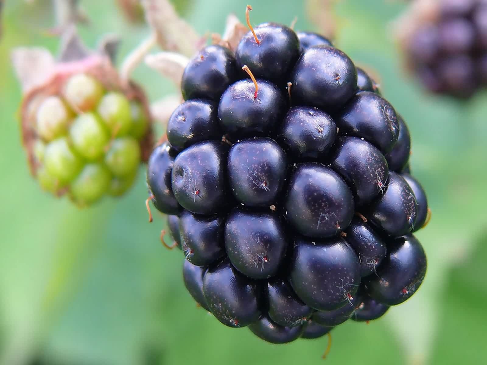 Fruits Wallpapers ~ Desktop Wallpapers