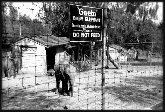 The Zoo Without Animals – the Empire(s) Strike Back