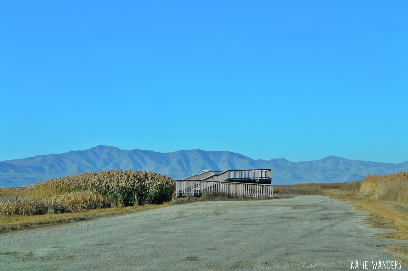 Katie Wanders : Bear River Migratory Bird Refuge