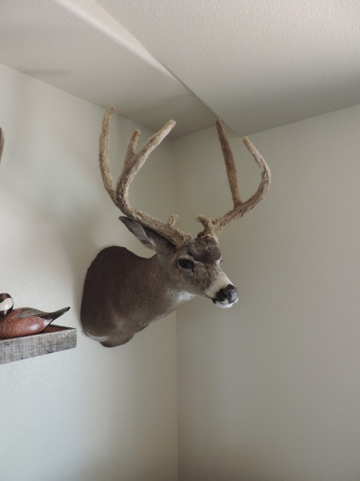 Hunts 4 Two | One Couple's Adventure Journal: Preserving or Stripping ...