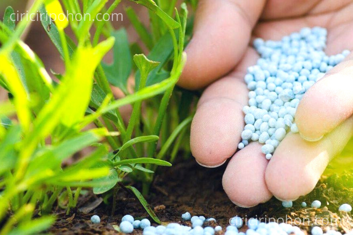 Karakteristik dan Kandungan Pupuk NPK yang Wajib Diketahui ...