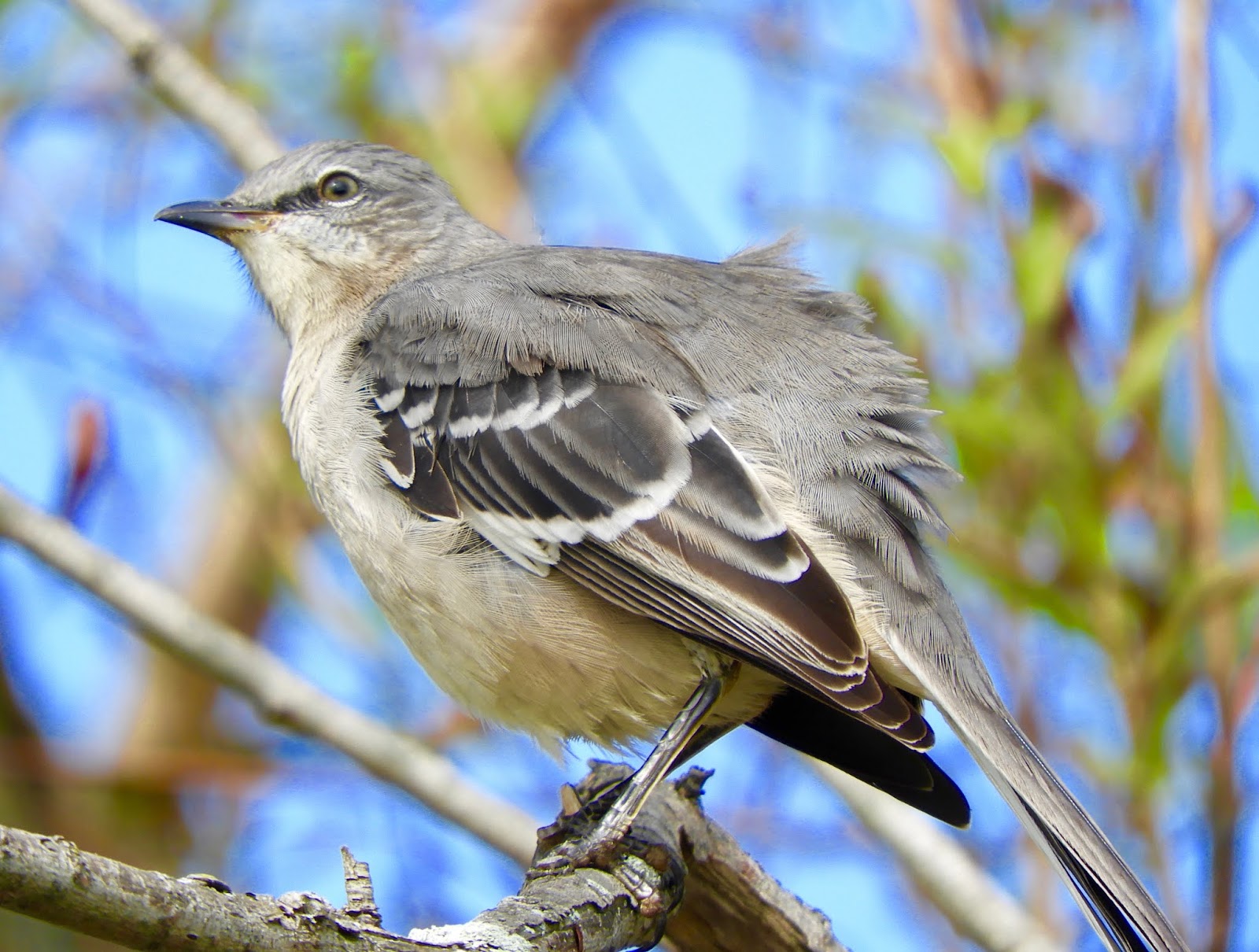It's All About Purple: Birds Of A Feather...