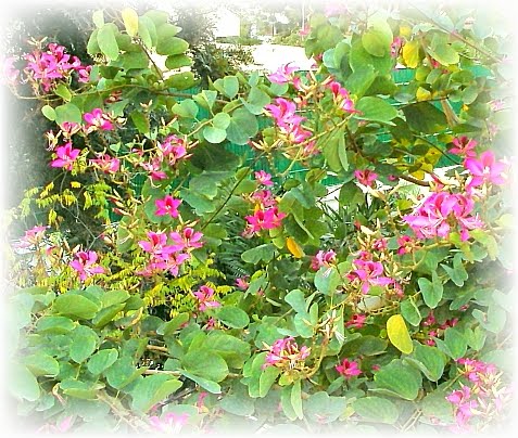 Kachnar or Bauhinia the Blessed Tree
