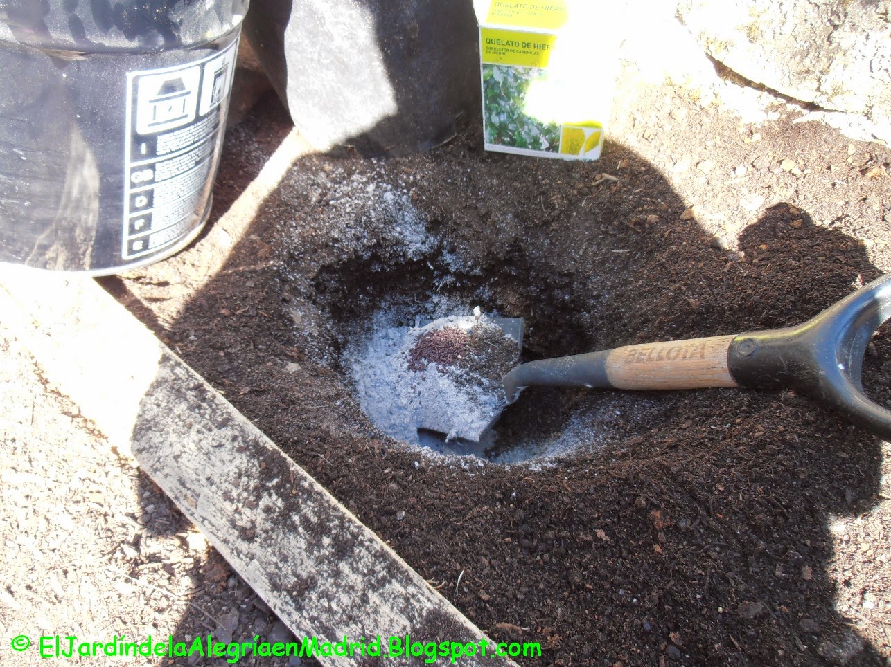 El jardín de la alegría : Las bayas. Plantar una grosella roja (Ribes ...