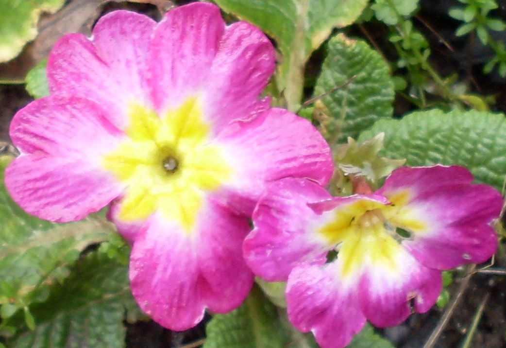 gillyflower: Flower Photos