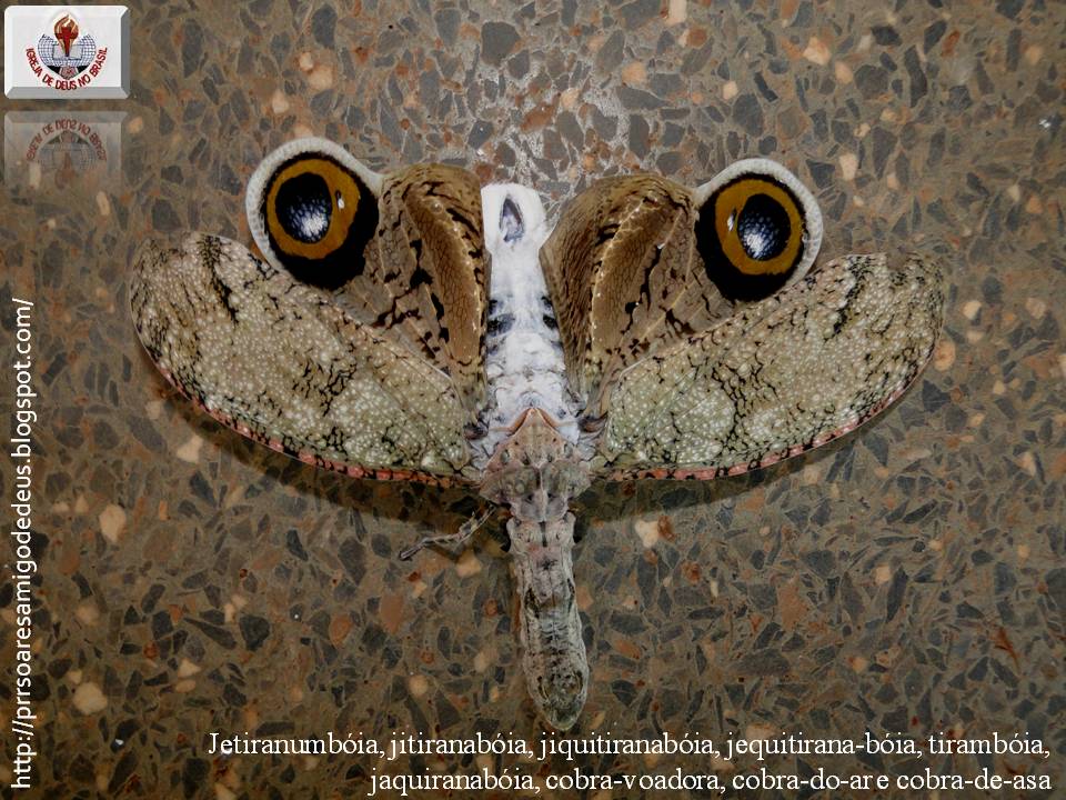 prrsoares: Jetiranumbóia, jitiranabóia, jiquitiranabóia, jequitirana ...