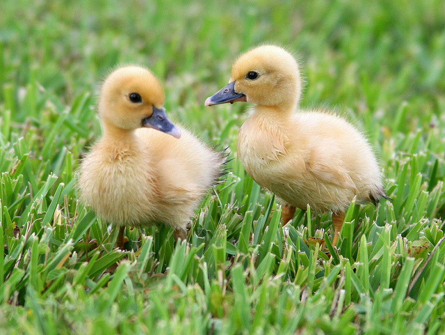 The Ducklings of Spring | The Ark In Space