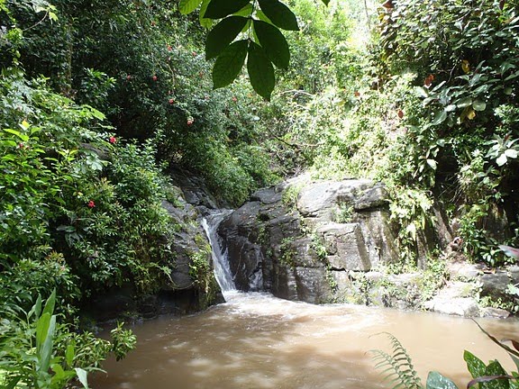 Ecomarcheurs de Papara: 20 01 2011 VAIUMETE à PAPEARI