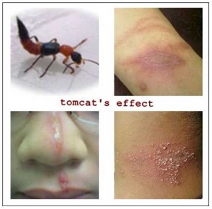 onyenan kiwo tengen: Hati Hati Virus Serangga Tomcat