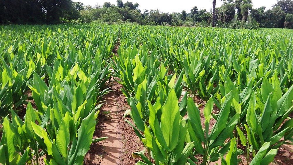 Ideal Conditions Required for Growing Turmeric - Cultivation Of Crops