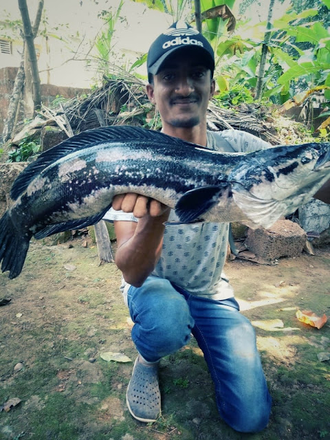 Puli Vaha Fish From Kannur Irikkur
