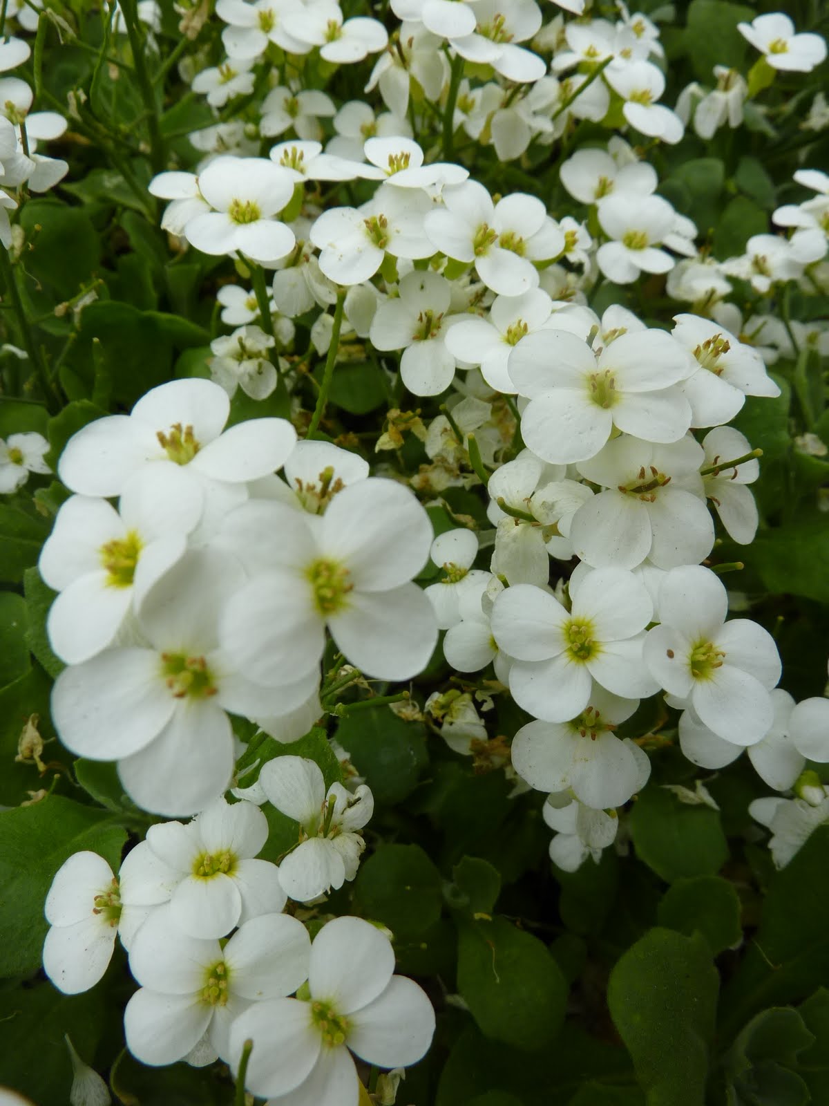 Gardening tips and good plants: Good plant #60 - Arabis Caucasica 'Snowcap'