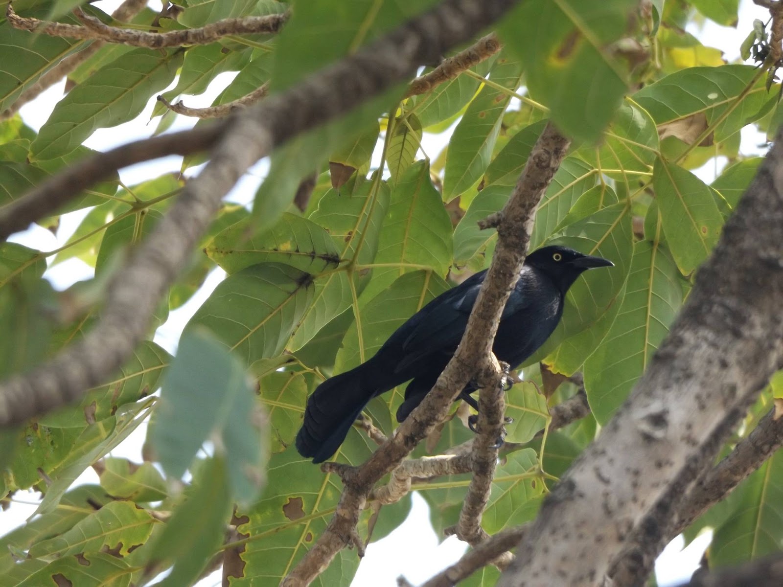 Biota Colombiana: Tordito Negro o Chango llanero