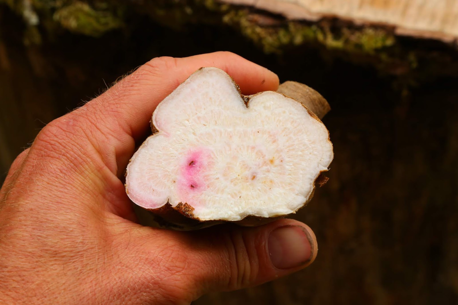 Wild Harvests: Sand Verbena- Mana of the Sand