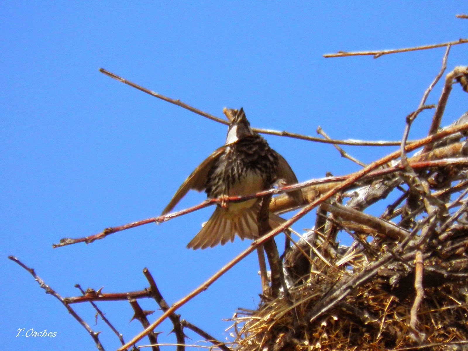 PASARI DIN ROMANIA: VRABIE NEGRICIOASA, Passer hispaniolensis