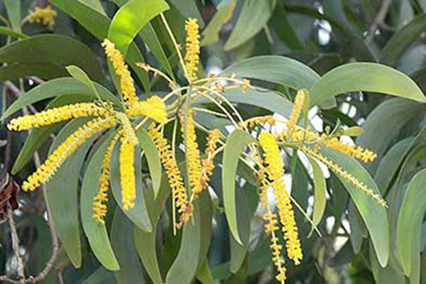 Akasia (Acacia Auriculiformis)