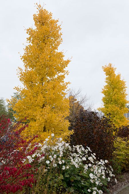 Medicinal Plants in India: 73 Years Later, the "A-Bomb" Ginkgo Trees ...