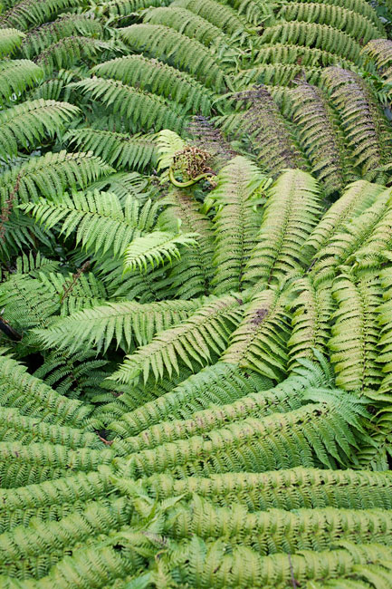 AUULLIDOS por LOBOLOPEZZ: #54. HELECHOS - FERNS