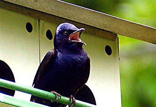 This week in birds - #407