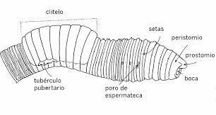 Ivernalia: 1º Bachillerato Biología, Geología y Ciencias Ambientales UD ...