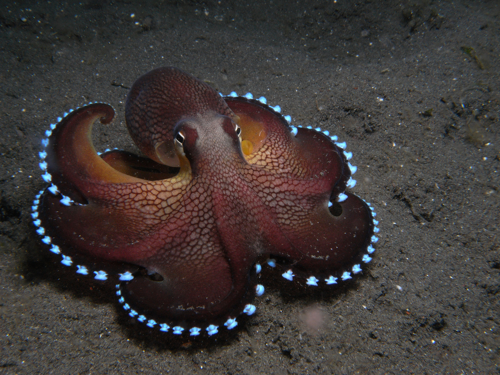 American E-Store: Octopus ..Eight Legs .. Thousands Eggs.