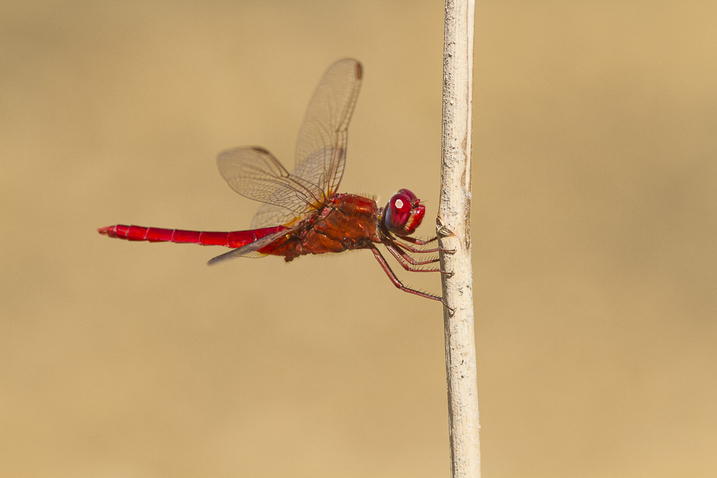 A través del objetivo: LIBÉLULAS¡¡¡
