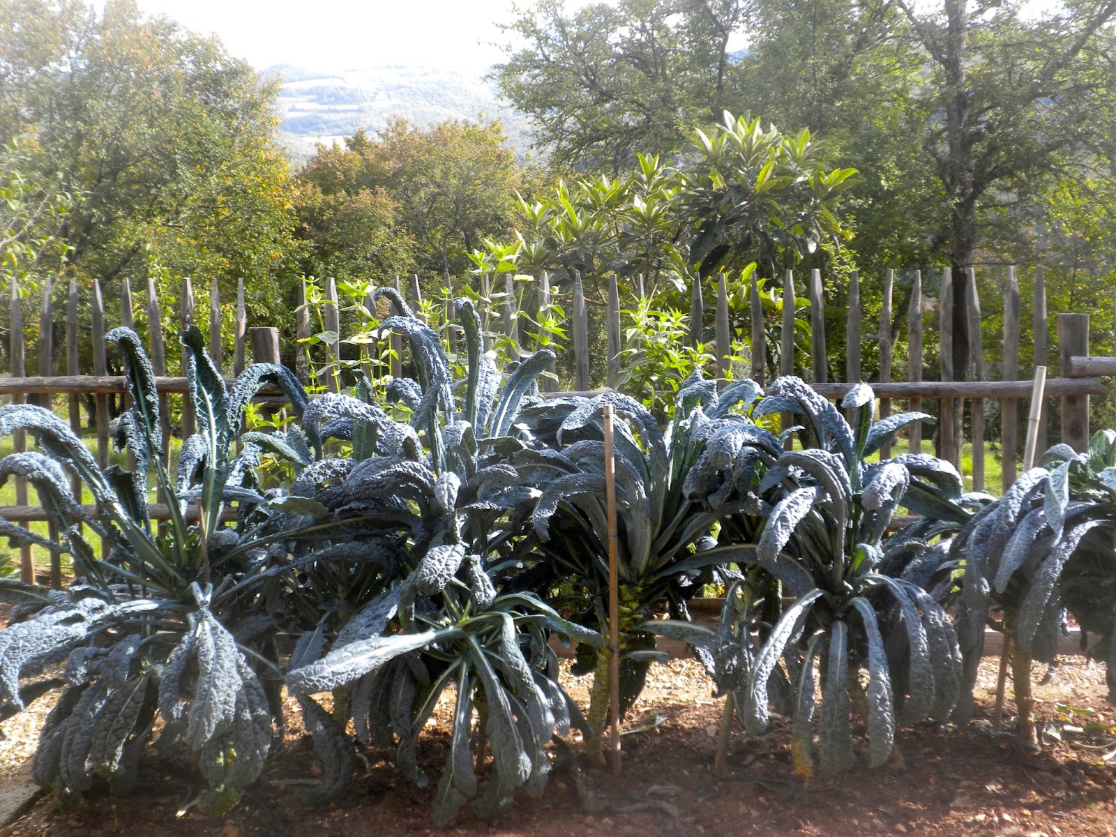 From a Tuscan Hillside: Food of the Month: Remarkable Cavolo Nero or ...