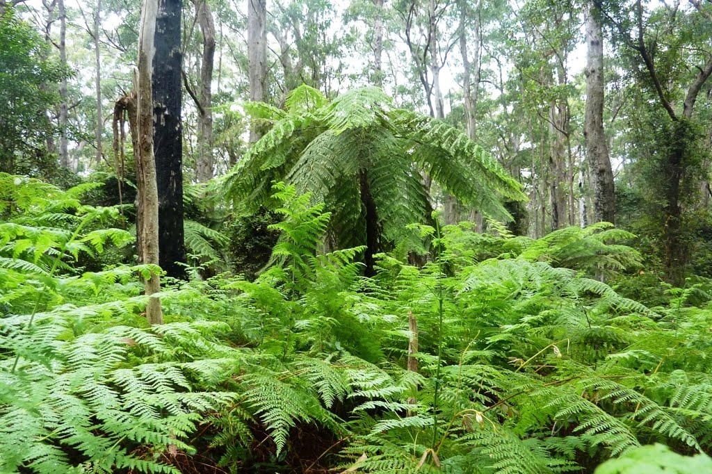 National Park Odyssey: Fern Tree Forest Walk, Mulligans Campground ...