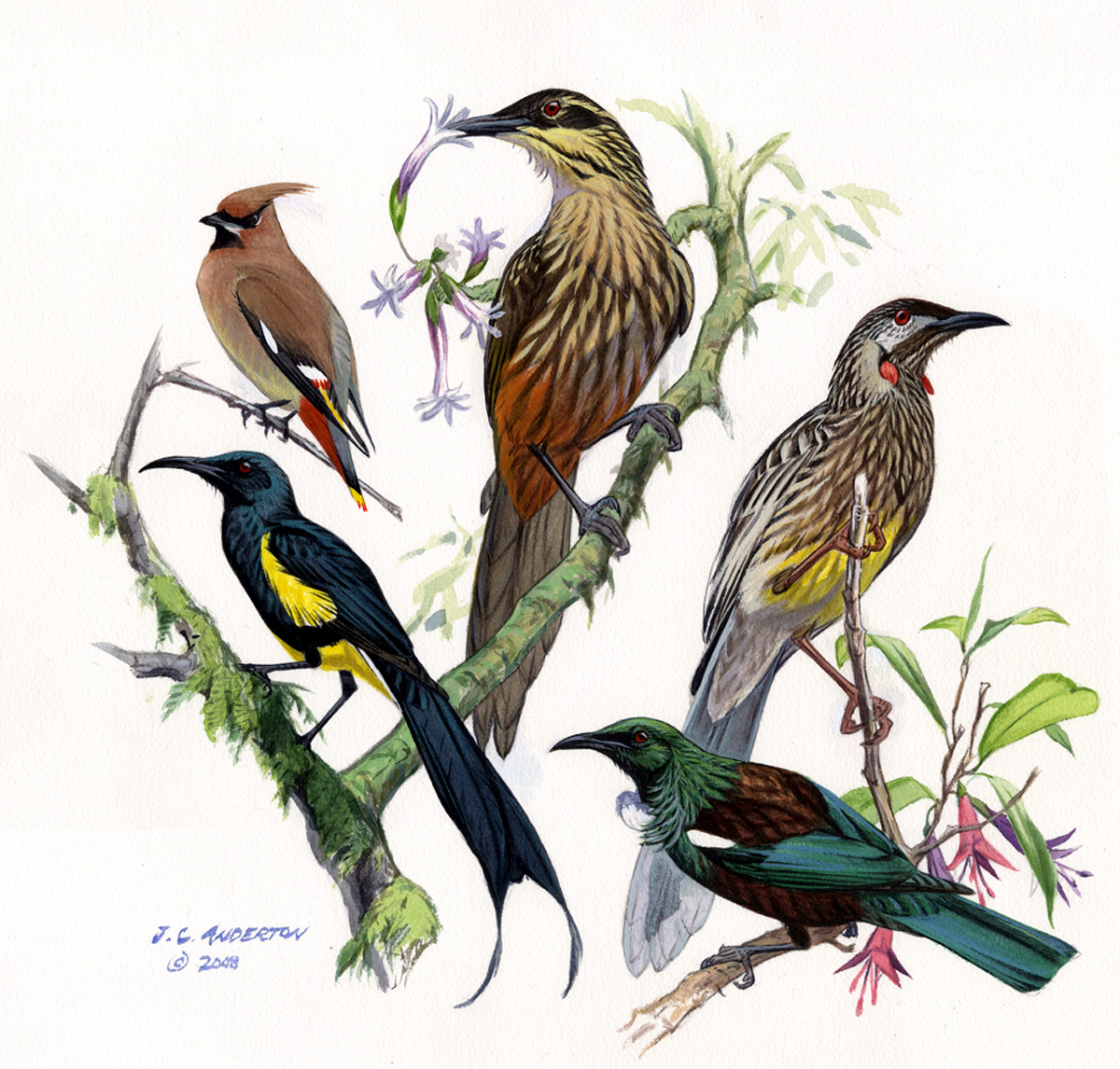 Species New to Science: [Ornithology • 2008] Convergent Evolution of ...