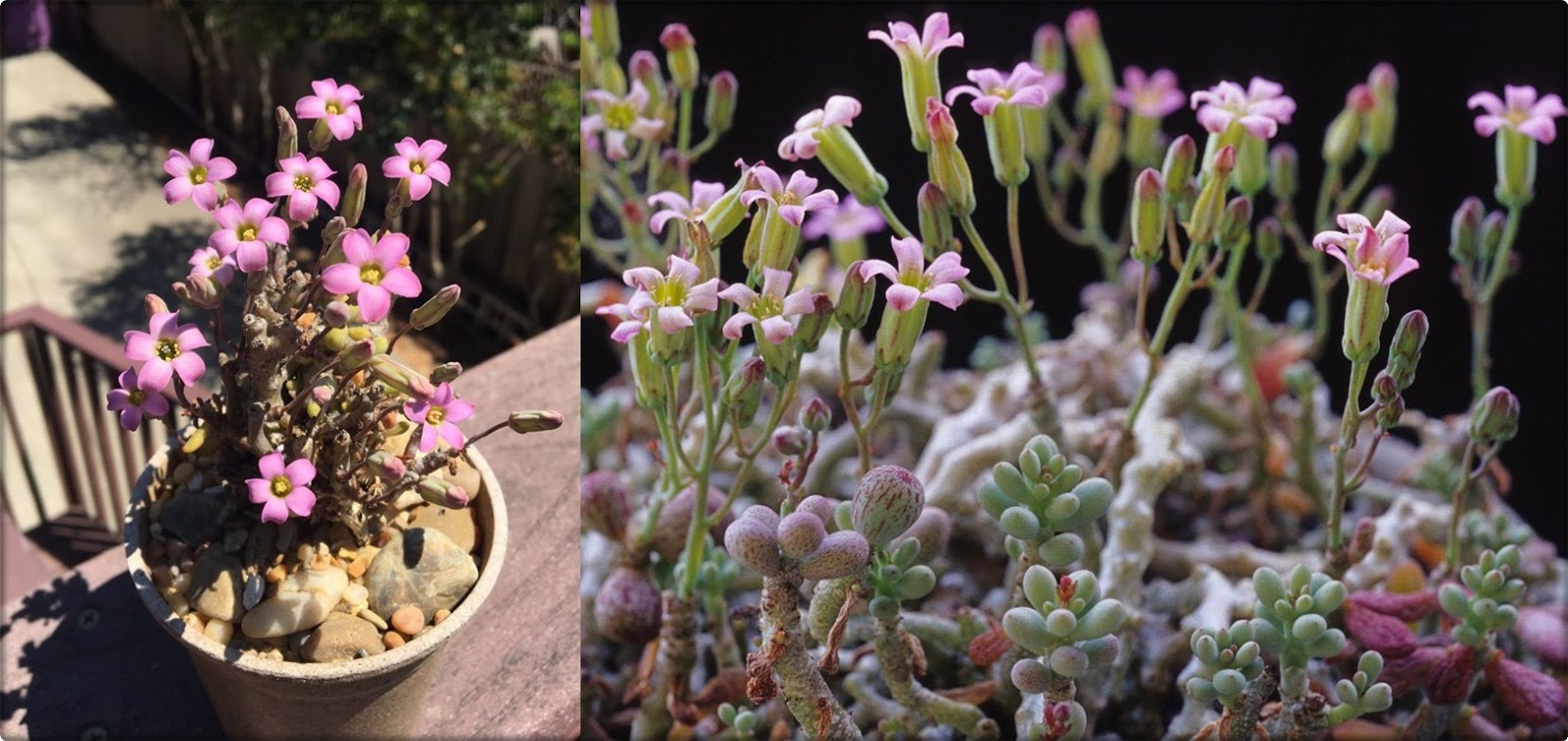 Tylecodon schaeferianus