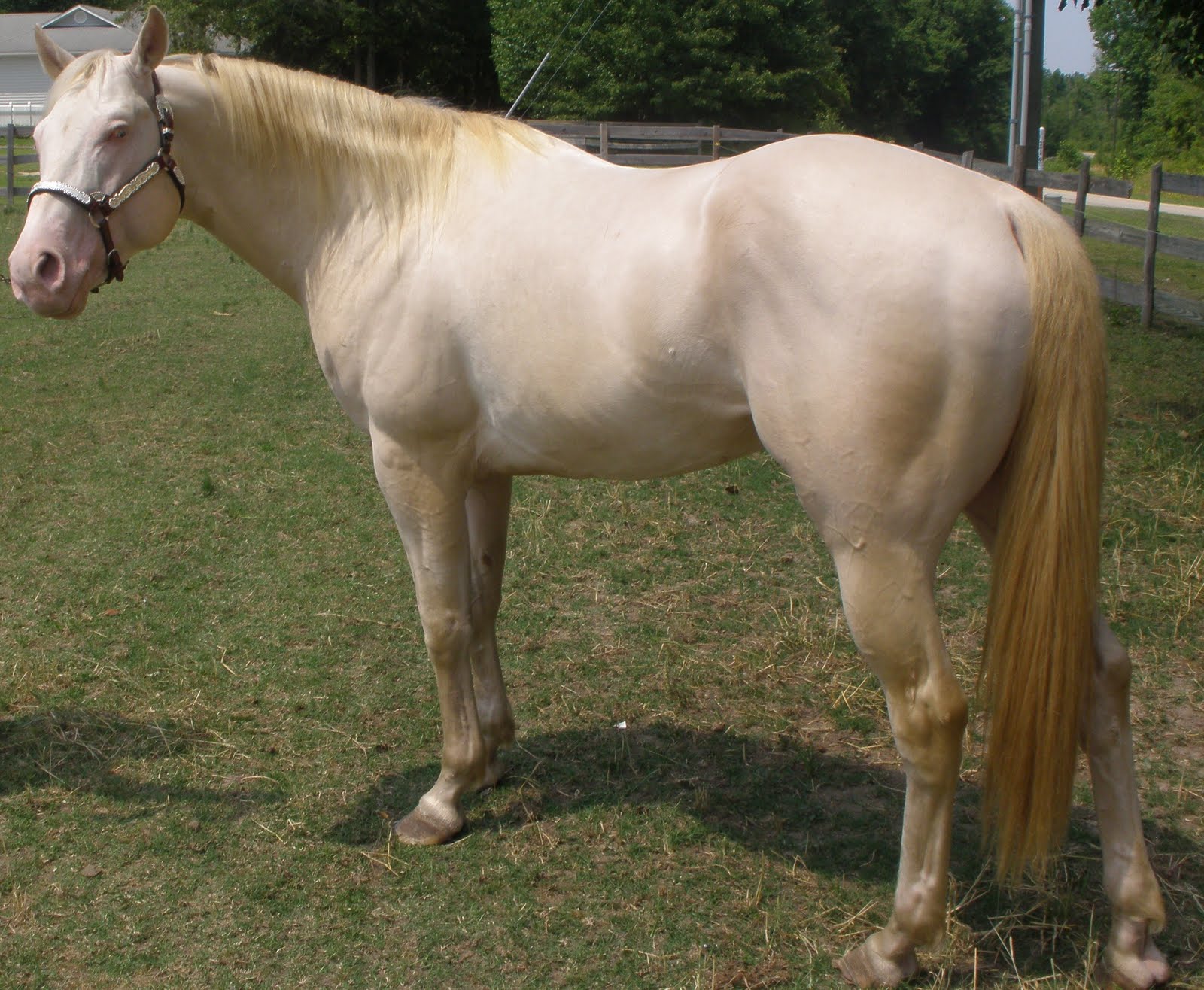 The Creekside Farm: AQHA Perlino Stallion Sierra Sandstone