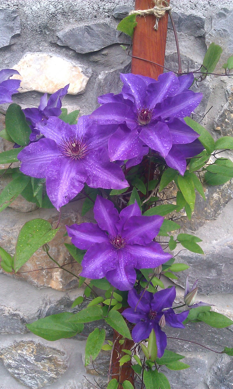 Vrt Slak - plezave rastline