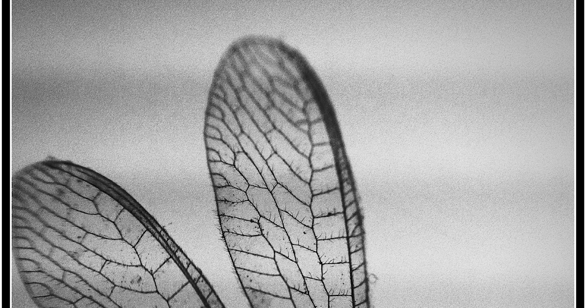 Scott Collins iPhoneography: Pre-flight wing check