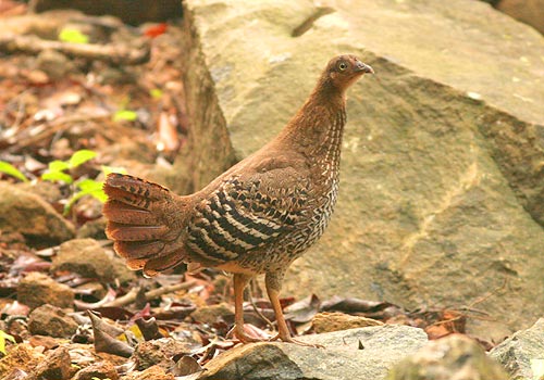 Sri Lankan Endemic Birds: Lanka Haban Kukula - The Ceylon Spurfowl ...