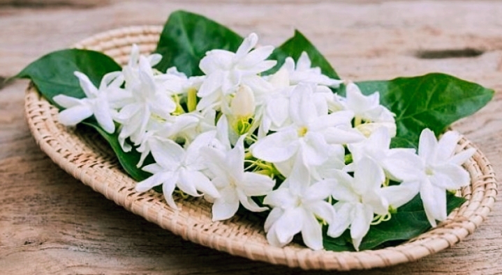 5 Manfaat Kandungan Bunga Melati